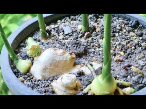 ZENCEFİL saksıda nasıl yetiştirilir /hiç duymadığınız yöntemle