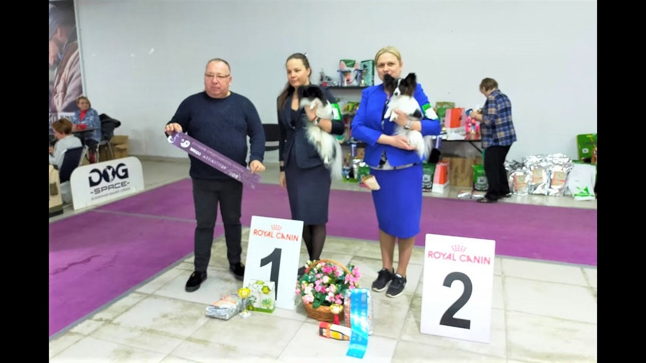 Монопородная выставка 05.02.23г, порода ПАПИЙОН, класс юниоры ...