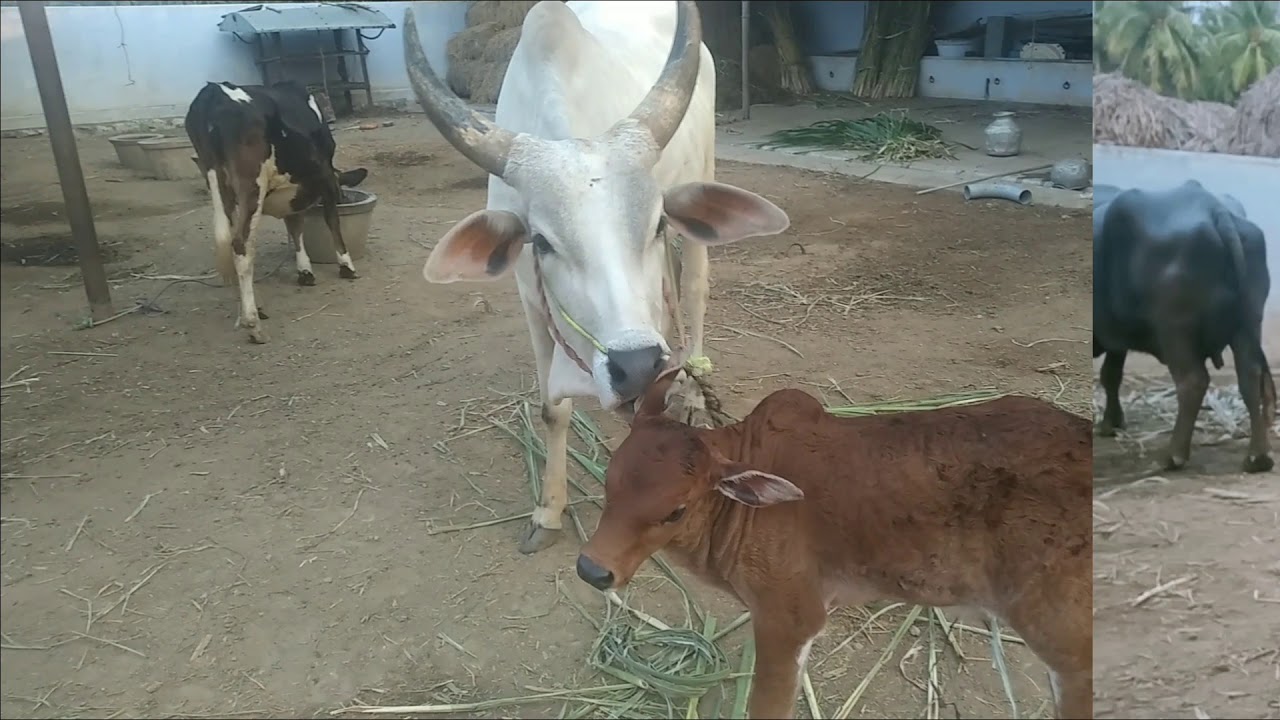 Kannukutti video | cute lovely calf in tamil | பசு கன்று | எங்க வீட்டு ...