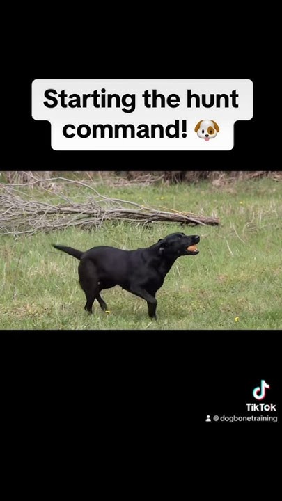 The hunt command! #dogtraining #gundogtraining #puppytraining #huntingdog #dogtrainingtips # ...