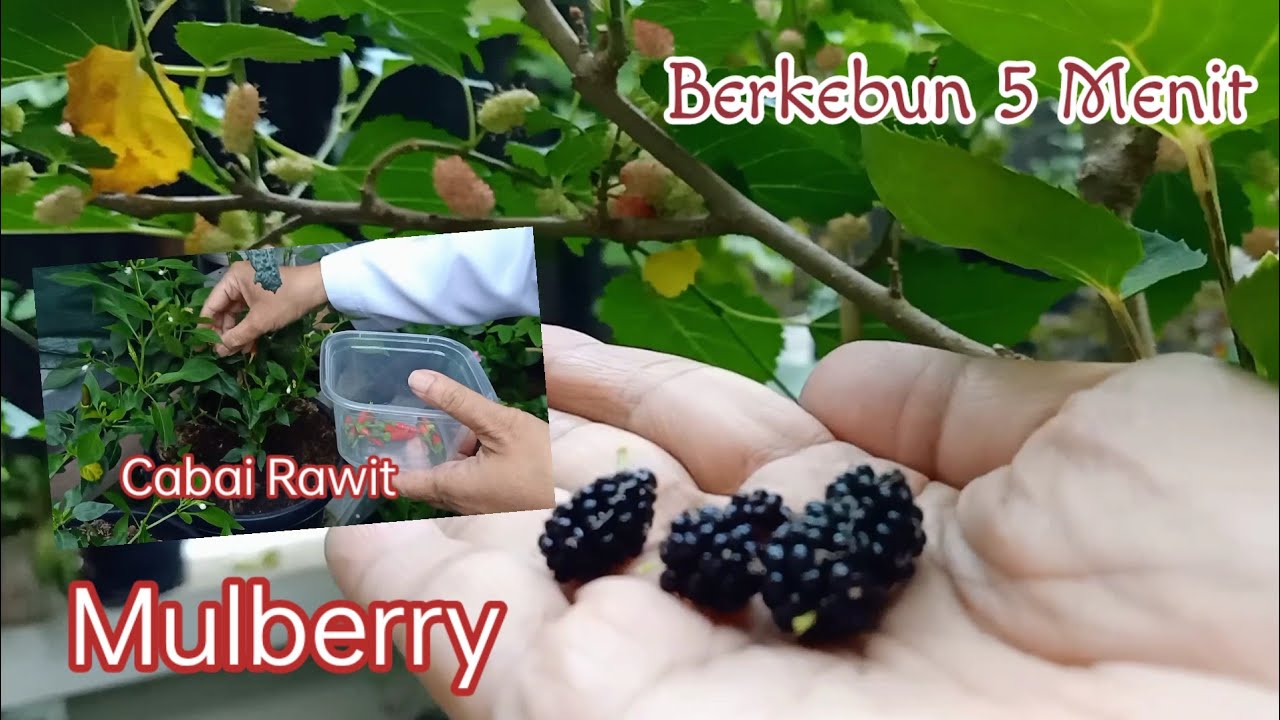 Berkebun 5 Menit, Petik Murbei dan Cabai Rawit di Kebun Rumahan - YouTube