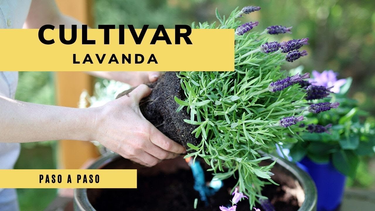 Cómo cultivar lavanda - Jardinería - YouTube