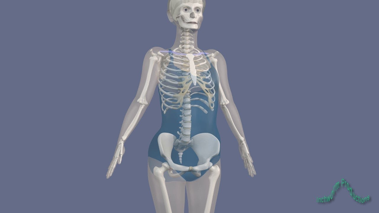 Yoga Poses: Skeletal Anatomy - YouTube