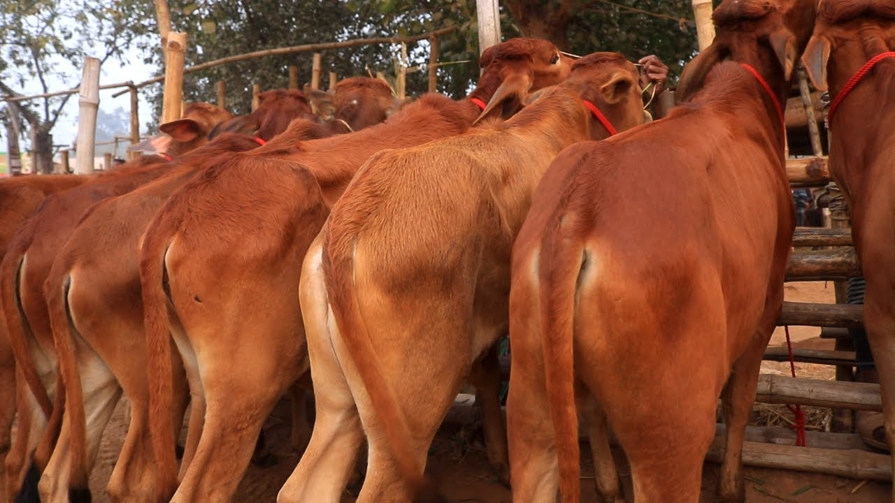 ছোট ছোট ষাঁড় বাছুর গরুর দাম | বামুন্দি গরুর হাট মেহেরপুর | cow price ...