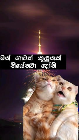 sinhala cat funny videos - YouTube