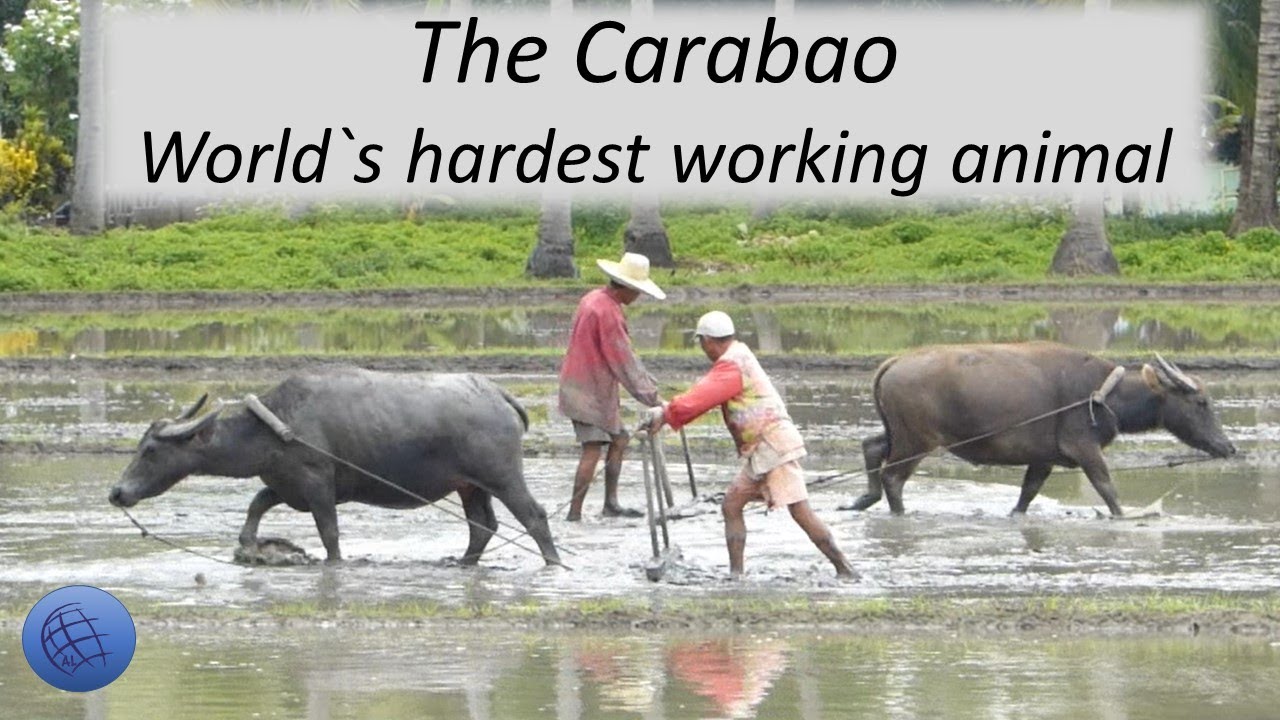 The Philippine Carabao (Kalabaw) - One of world's hardest working ...