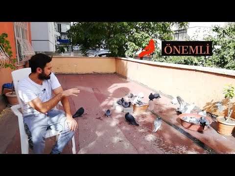 Güvercin nasıl eş yapılır Kuşcuların kaçırdığı püf noktalar