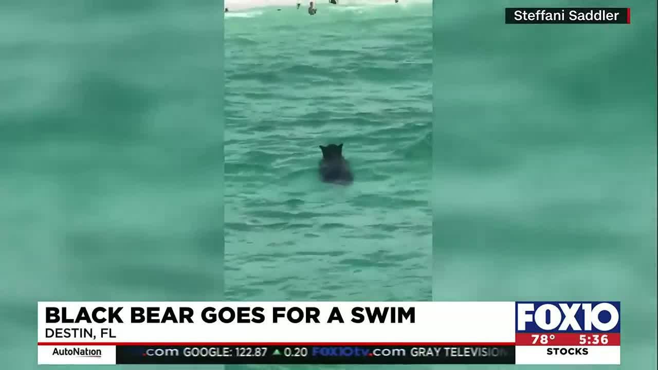 Black bear goes for a swim in the Gulf of Mexico - YouTube