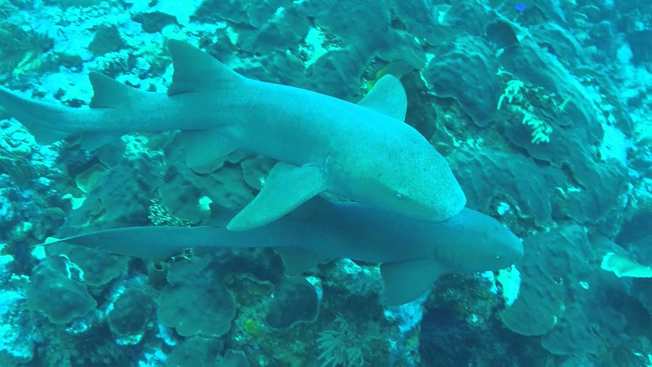 Diving with nurse sharks Belize - YouTube