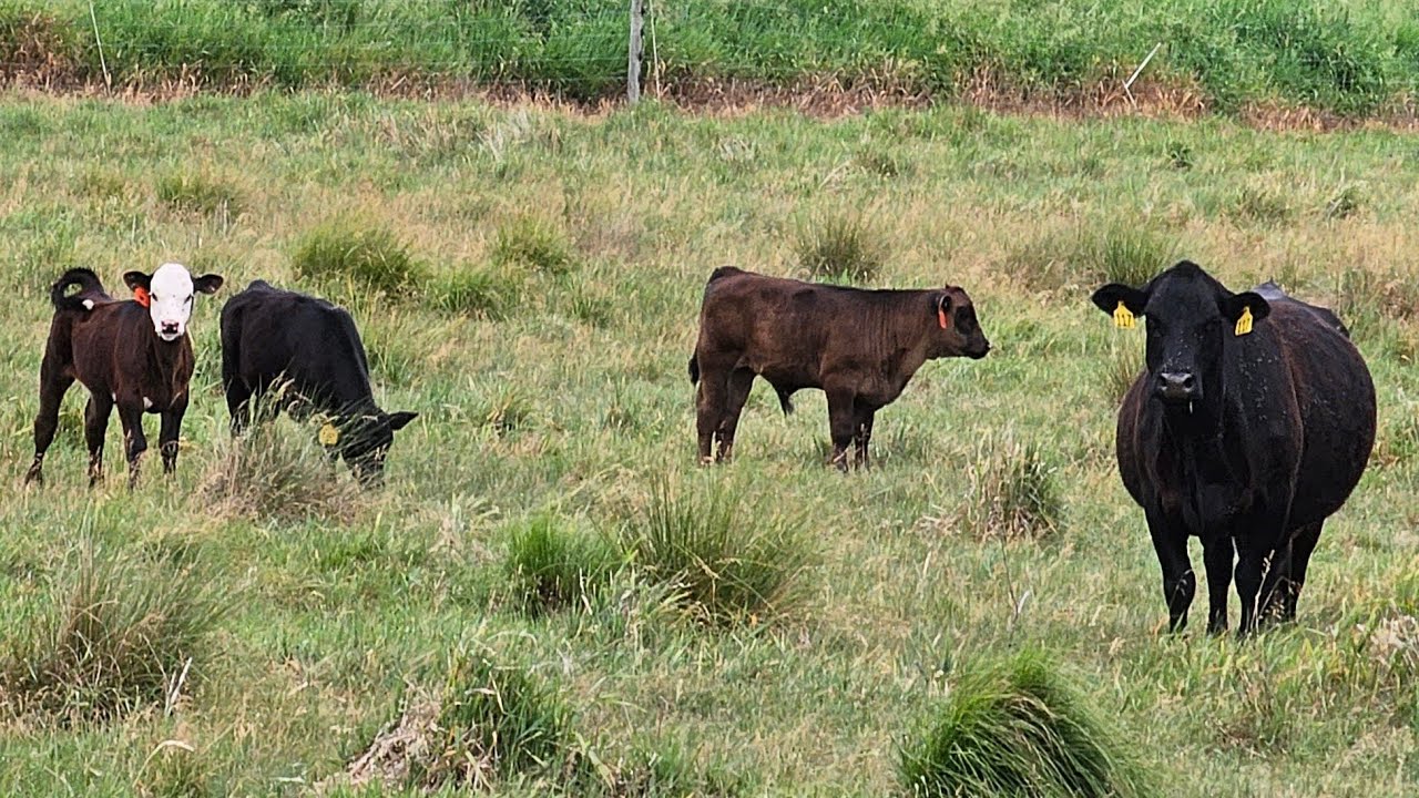 Country stroll - YouTube