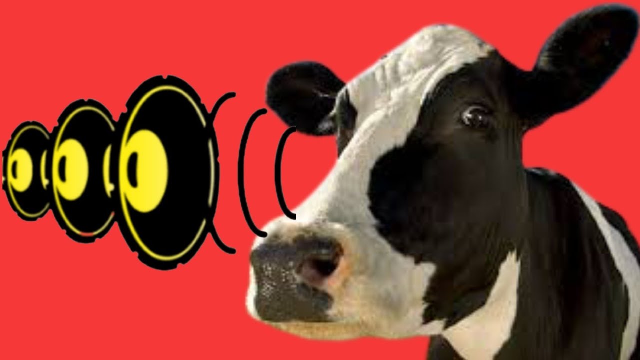 Vaca e bezerro - Sons de Animais - vaca mugindo. - YouTube