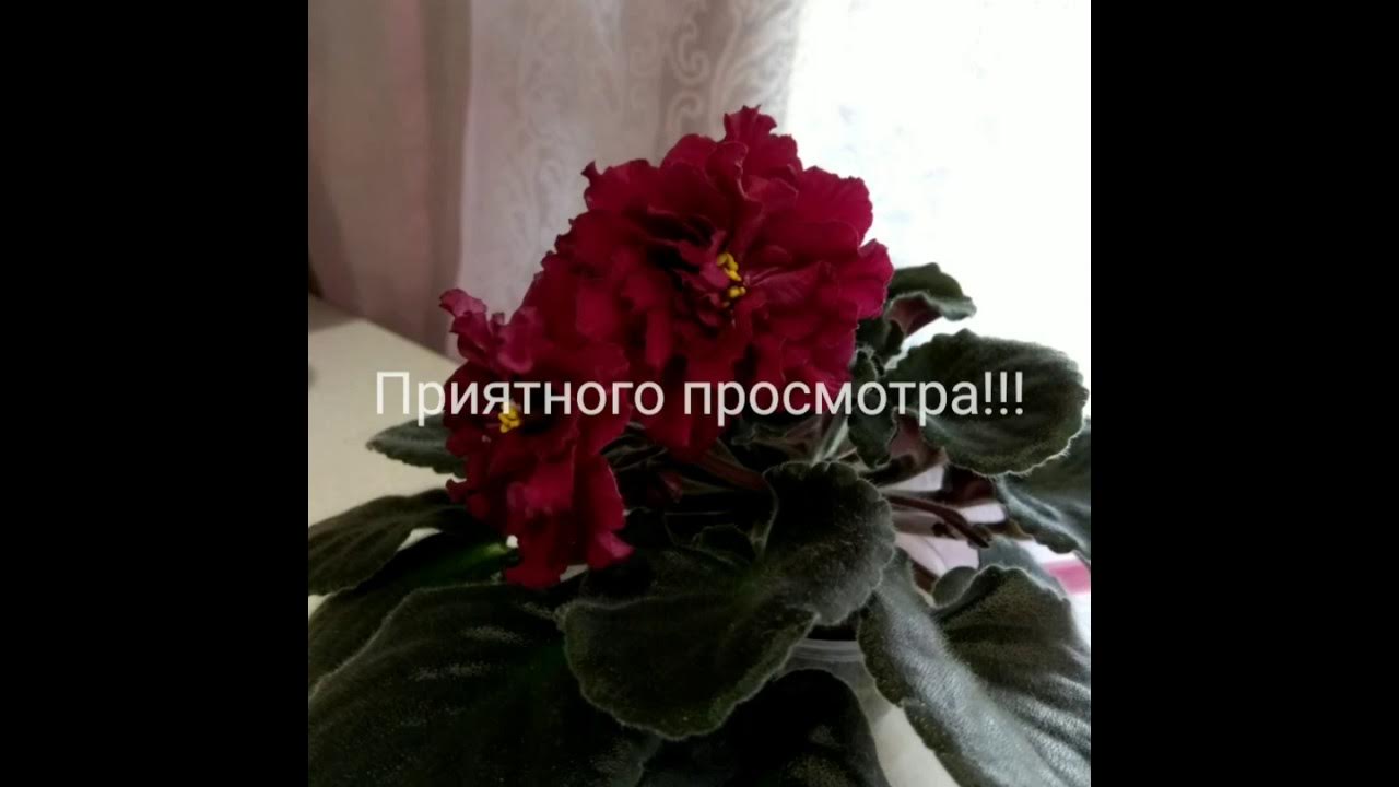Самые красивые фиалки!!! ЛЕ- Огненный Цветок и ЕК- Синеглазый Король ...
