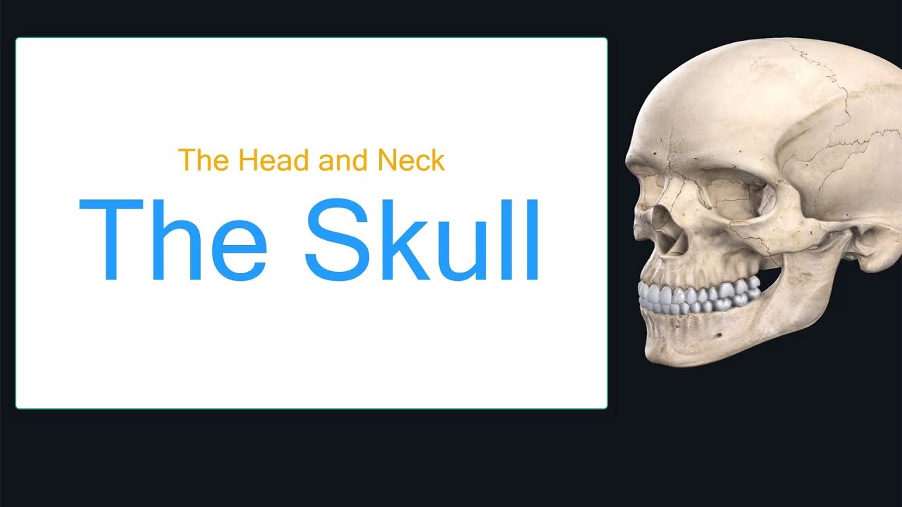 Anatomy - Introduction to the Skull - YouTube