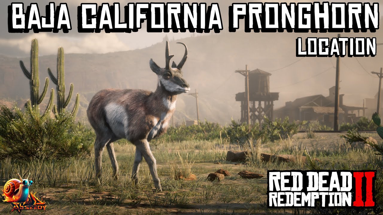 Baja California Pronghorn Buck & Doe Location - Red Dead Redemption 2 - YouTube