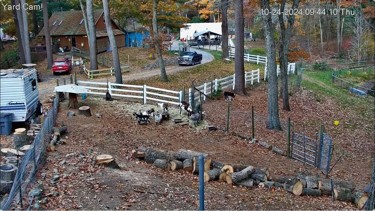 Goldy's 942am Mike hay time 948am for Goaties George Frank paddock;Larky Penny Sizz pond10242024 ...