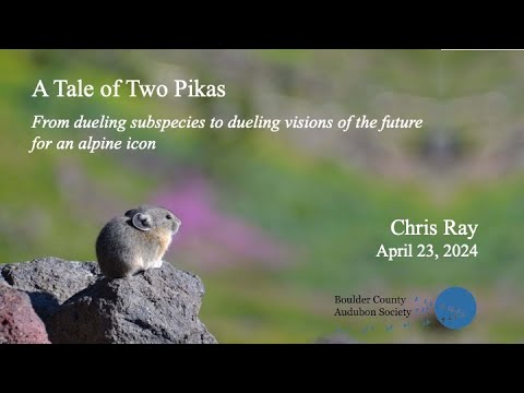 A tale of two pikas: Dueling visions of the future for an alpine icon ...