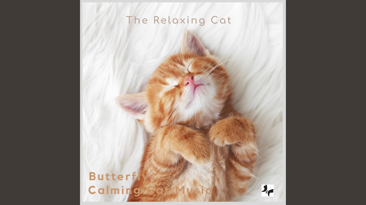 Calming Kittens - YouTube