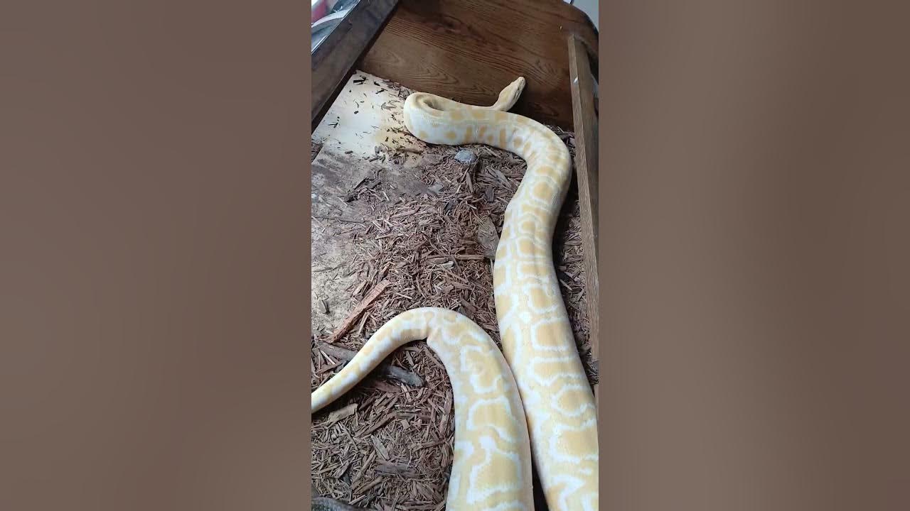 Burmese Python and Reticulated Python having sleepover - YouTube