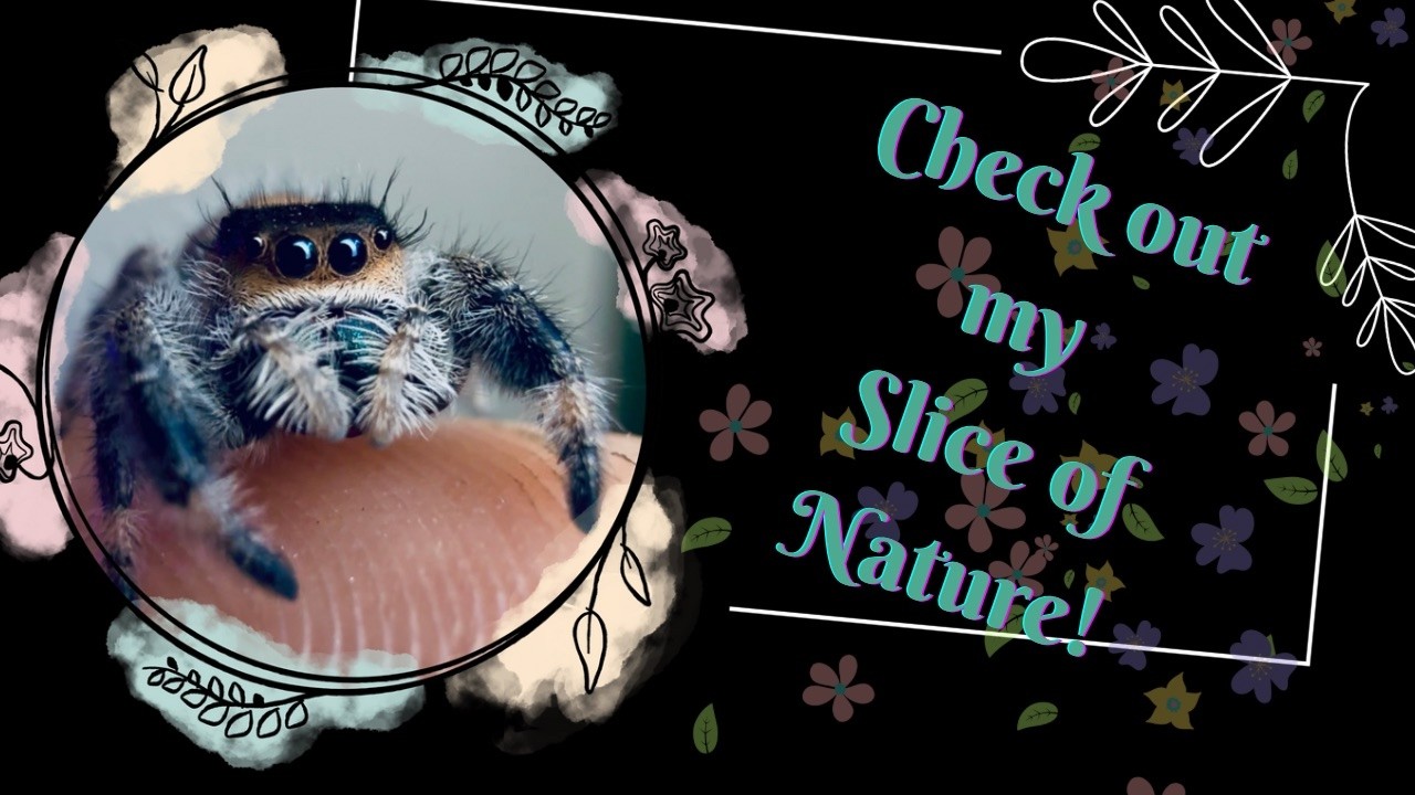 Building a Bioactive Habitat for MY Regal Jumping Spider - YouTube