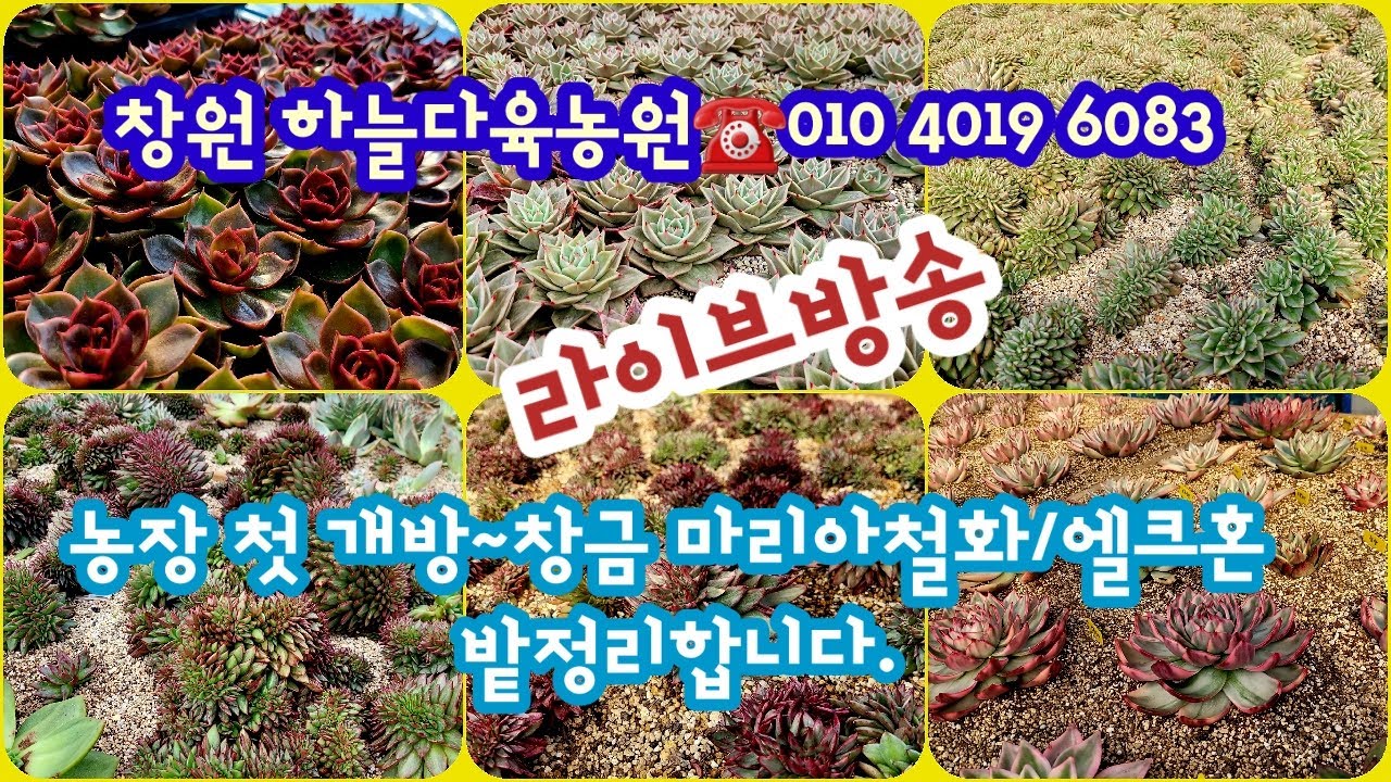 창원에 금다육전문 하늘다육☎️010 4019 6083 💕라이브방송으로 초보자 입문용 금다육판매💗예쁜금 밭정리 착하게 드려요예쁜