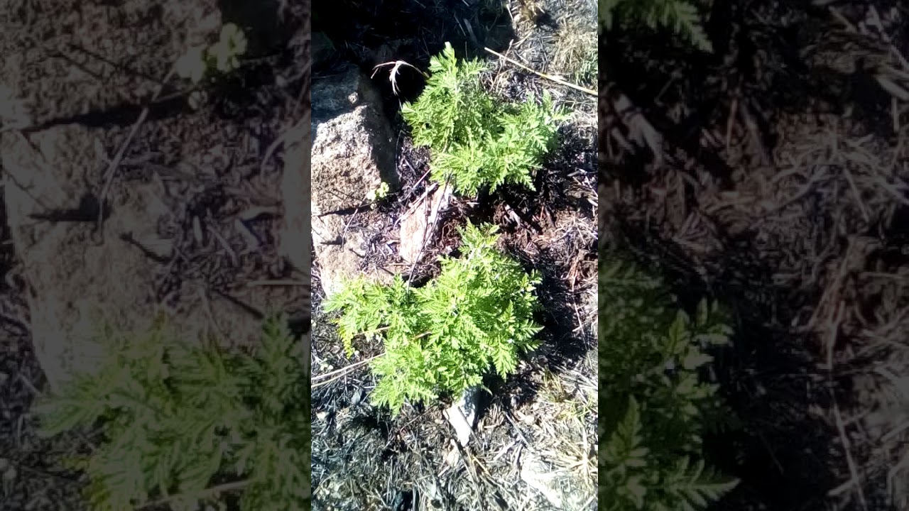 ARTEMISIA-UMHLONYANA-LENGANA-SOUTH AFRICA LIMPOPO SEKHUKHUNE ...