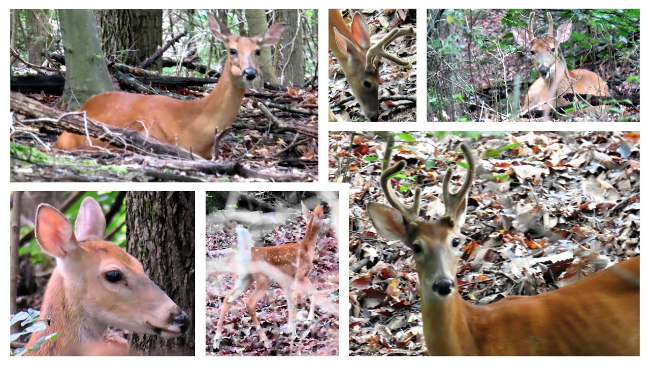 Hiking on a spectacular Tuesday morning at Iroquois Park, August 15 ...