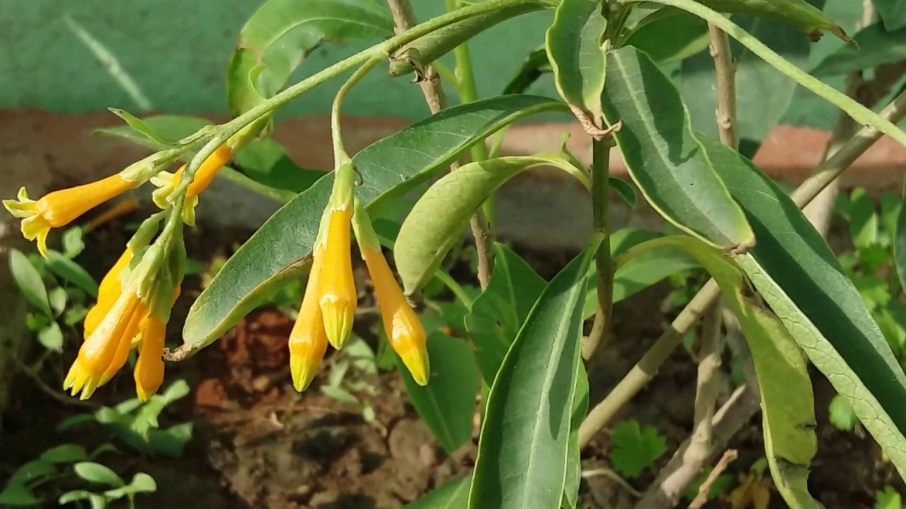 Yellow Rat Rani plant || पीली रातरानी का पौधा Homegarden - YouTube