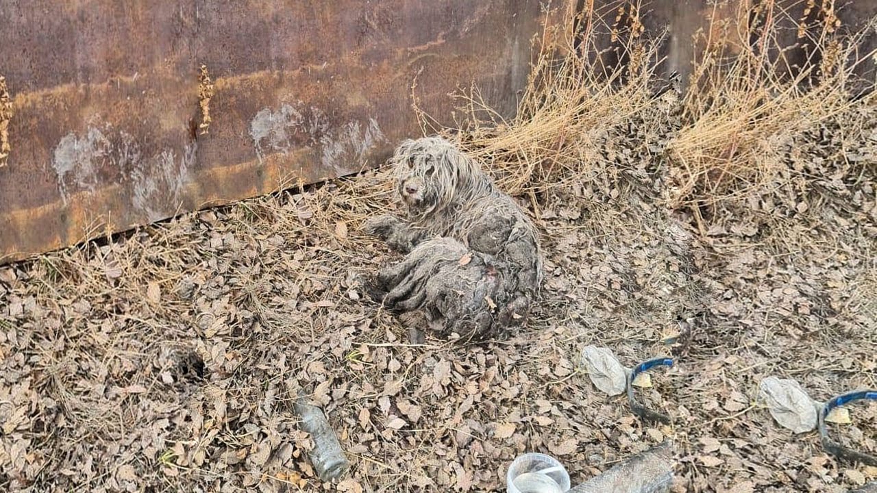 Her coat was thick and dirty. Everyone was Scared when They saw Her ...