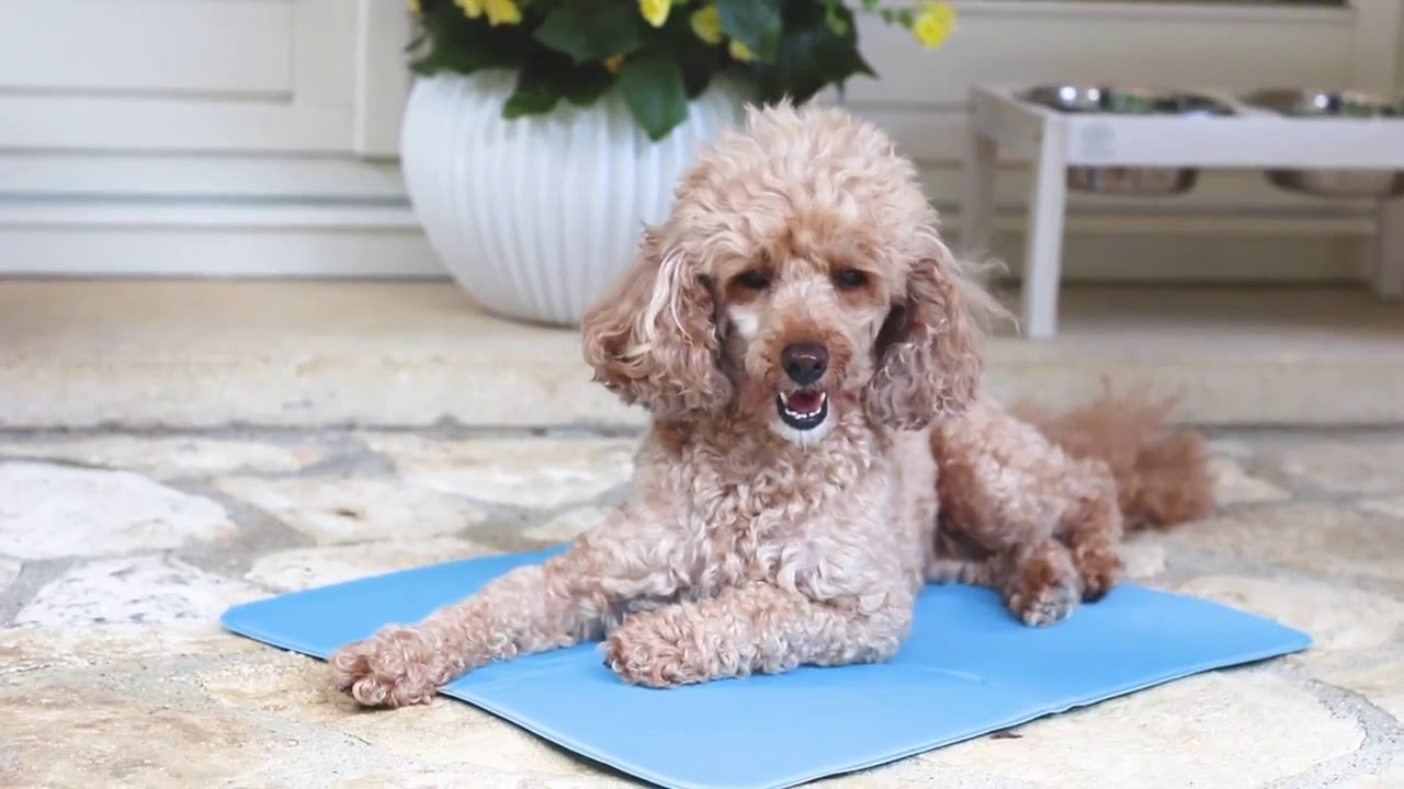 Dog cooling mat by Ferplast - YouTube