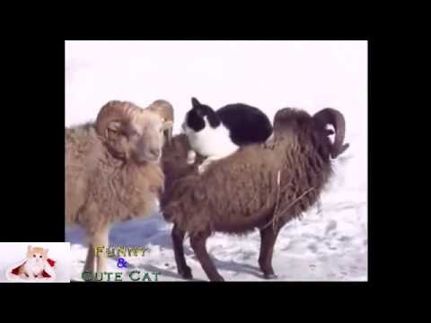 funny videos - Cat on Sheep FUNNY - YouTube