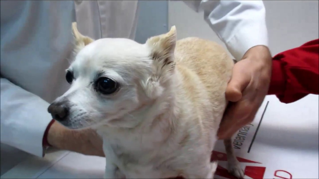 Veterinary Orthopedic Manipulation on a dog - YouTube