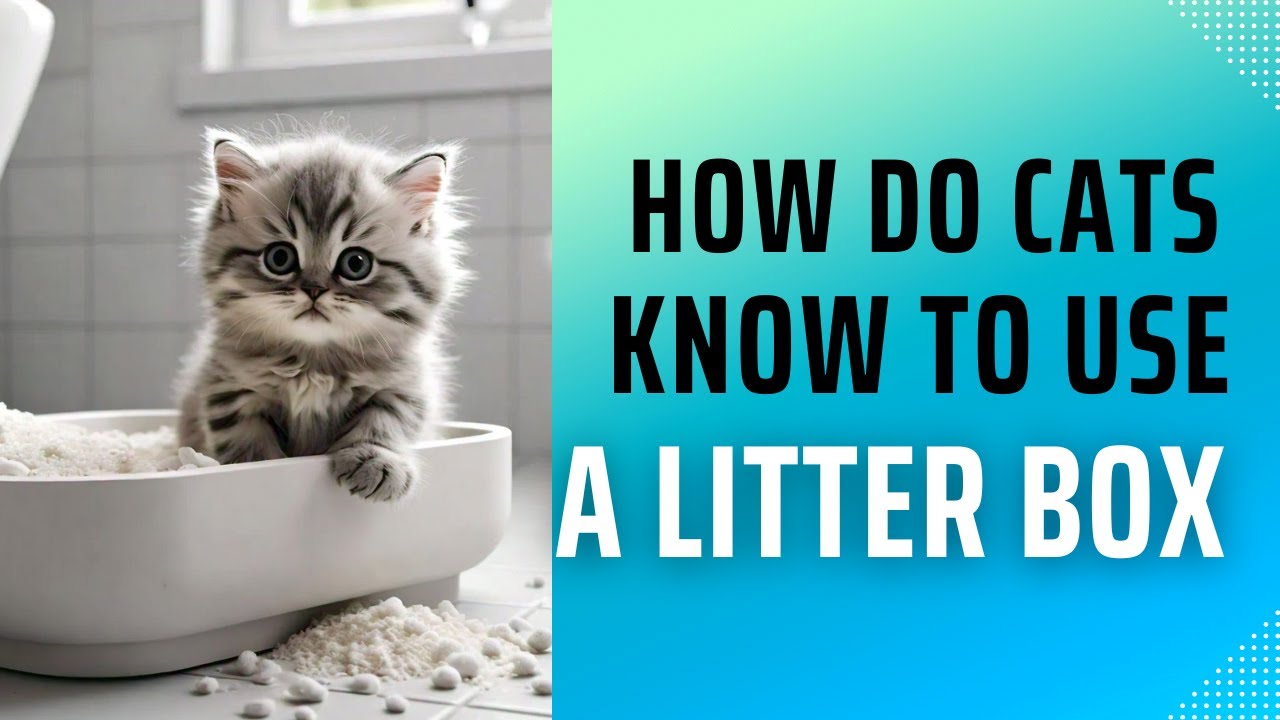 How Do Cats Know to Use a Litter Box - YouTube