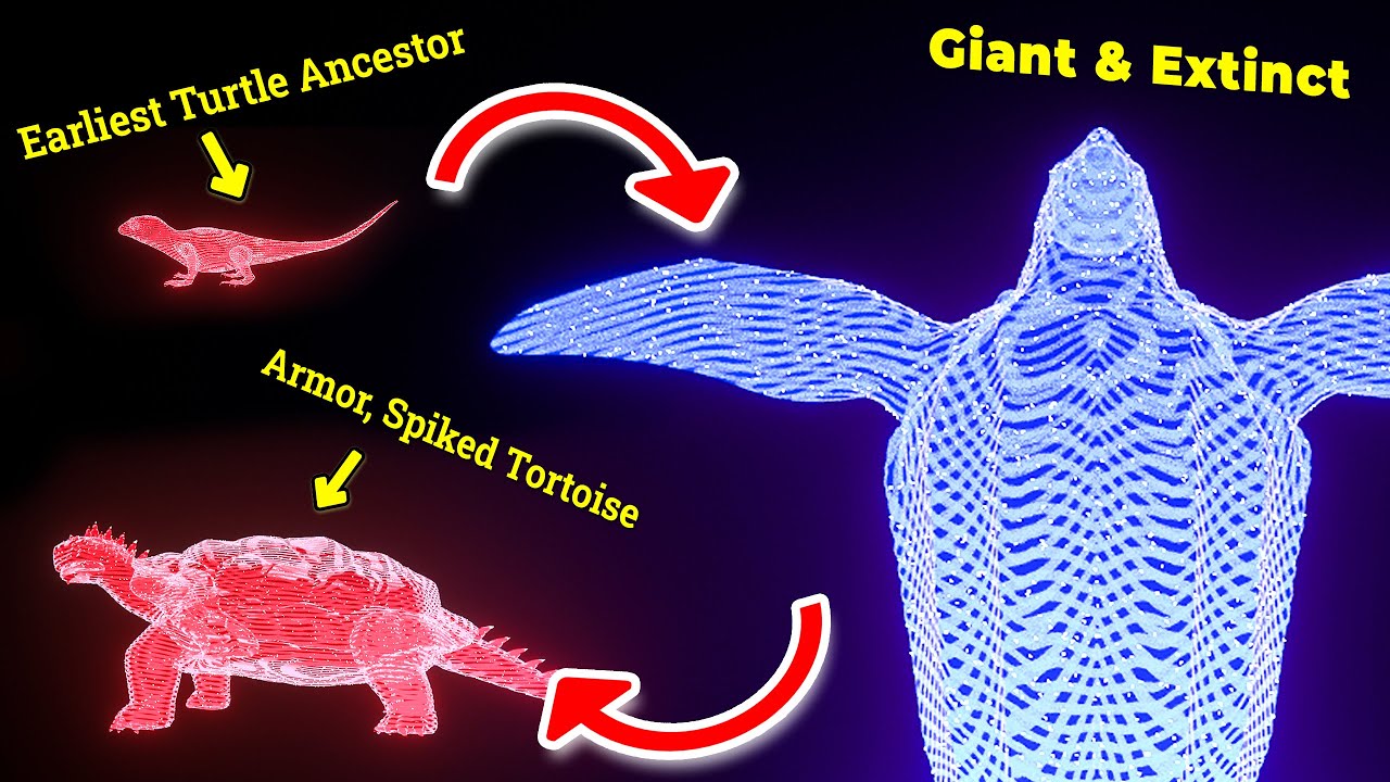 EVOLUTION of Turtle (& Tortoise) in 260,000,000 years【3D Hologram ...
