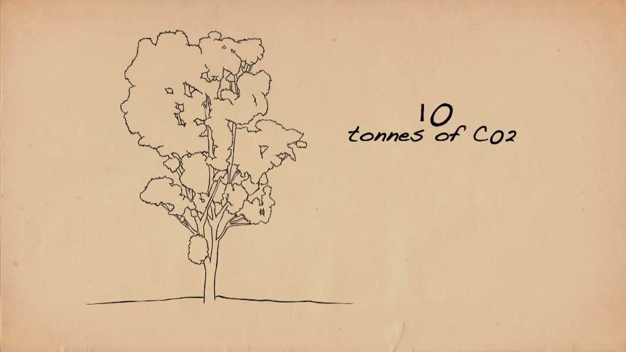 Carbon and Koalas Collide - No Tree No Me - YouTube