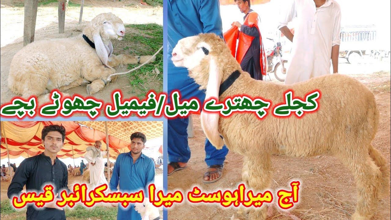 kajley chattrey khushab || pregnant kajli || kajla kajli chote bache ...