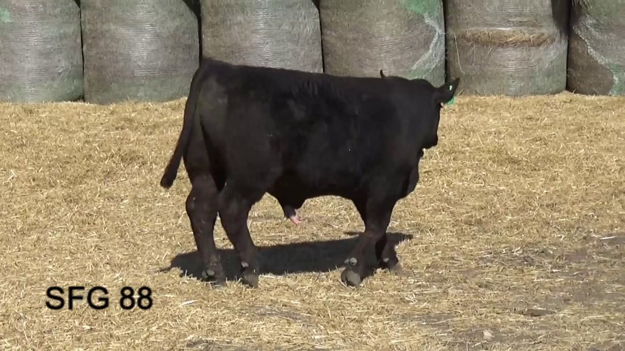 Lot 88 YouTube lot-88-youtube