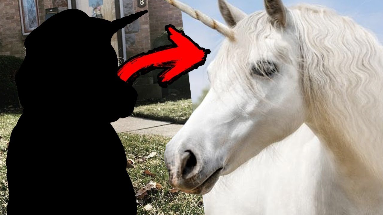 El misterioso caso del PERRO UNICORNIO | Viranimals - YouTube