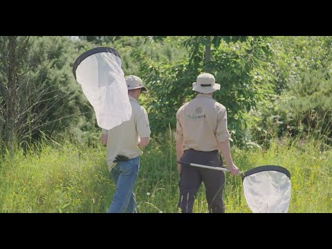 Wild Work - The Original Version 2017 - YouTube