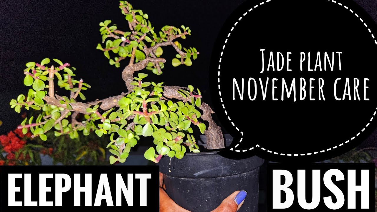 November care of Jade plant/ Dwarf jade/ Elephant Bush - YouTube