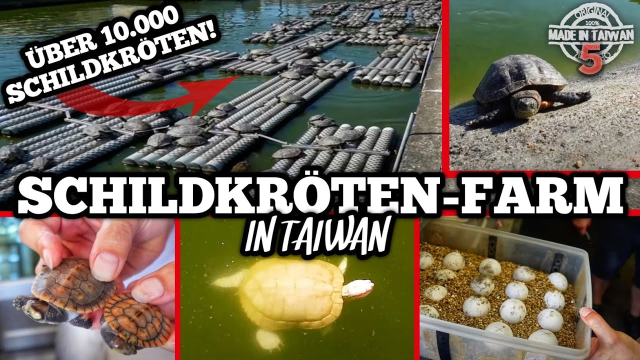 XXL TURTLE FARM in Taiwan | over 10,000 TURTLES!!! - YouTube