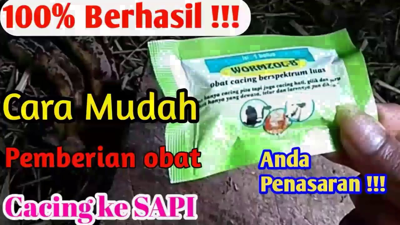 Cara Mudah Pemberian Obat Cacing Pada Ternak Sapi - YouTube