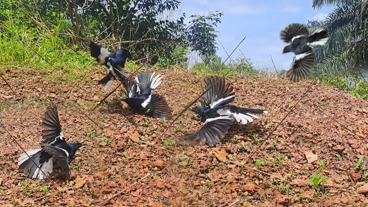 CUMAN MODAL MP3 DAN GETAH/BISA HABISKAN BURUNG² YANG ADA DI ALAM/MIKAT ...