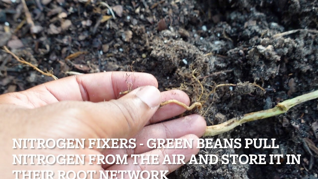 Life Cycle: Green Beans | EBLLC, Inc. - YouTube