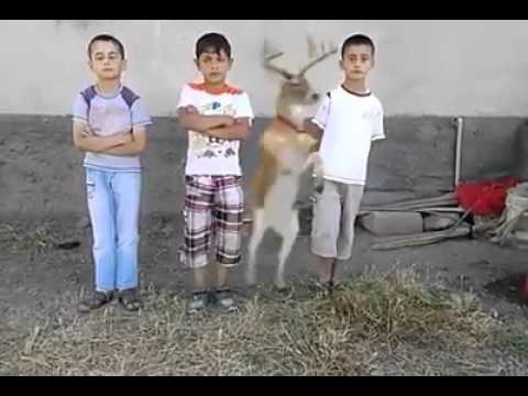 Diyarbakırlı çocukların halayı, halay başı geyik