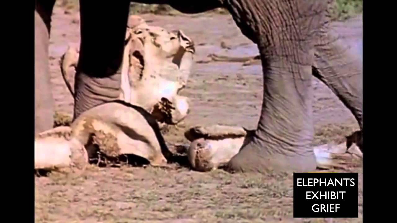 (ESL) Elephants Exhibit Grief - YouTube