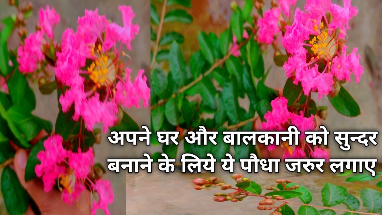 खूबसूरत फूलो के लिए सावनी का पौधा जरूर लगाए/how to grow beautiful ...