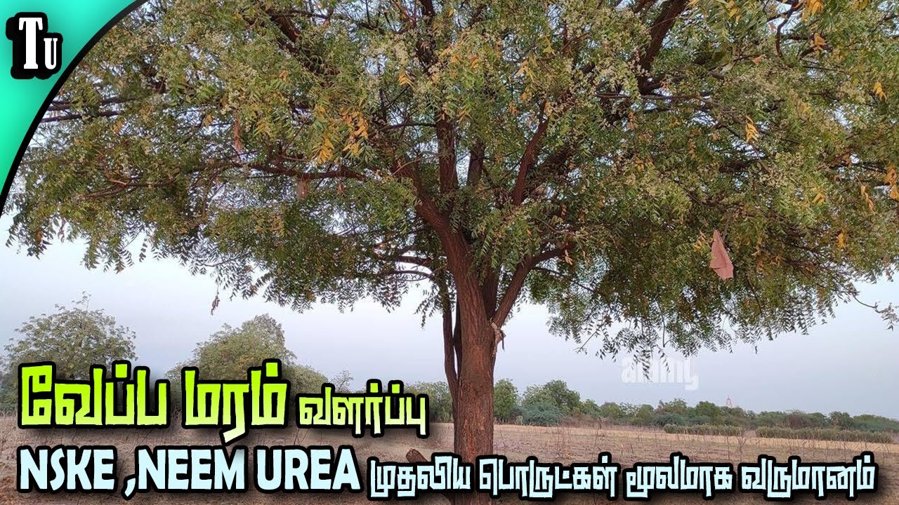 வேப்ப மரம் வளர்ப்பு வருமானம் இருக்கு ! | neem tree farming - YouTube