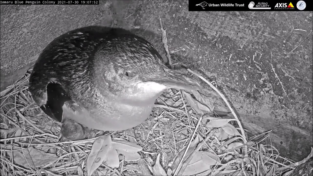 Oamaru Blue Penguin Colony LIVE NEST Cam * Highlights 30th July 2021 ...