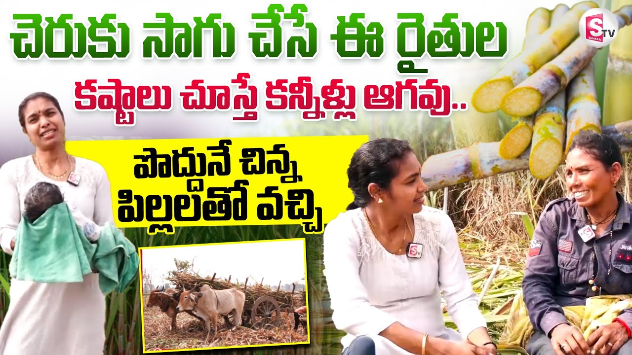 Sugarcane Farming | Cheruku Sagu In Telugu | Farming Techniques Of ...