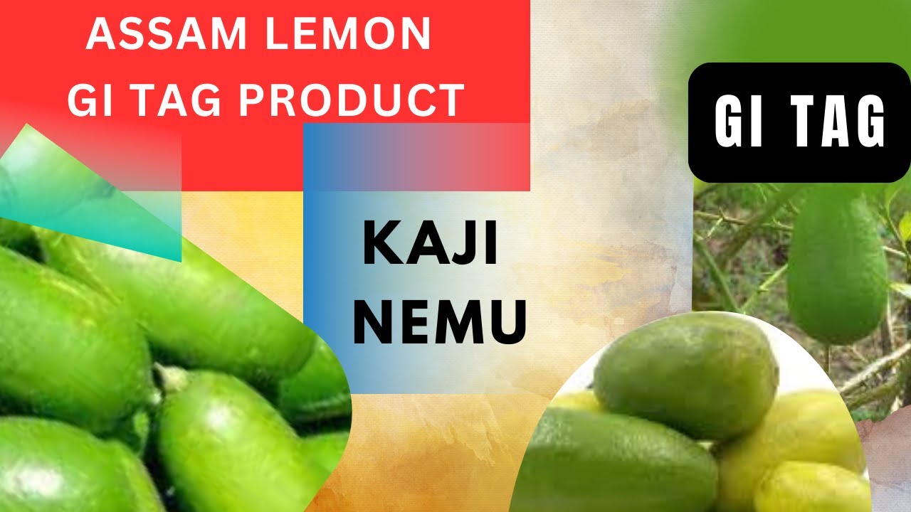Assam Lemon Gets GI Tag I Kaji Nemu of Assam I #mpb #mpbmridu - YouTube